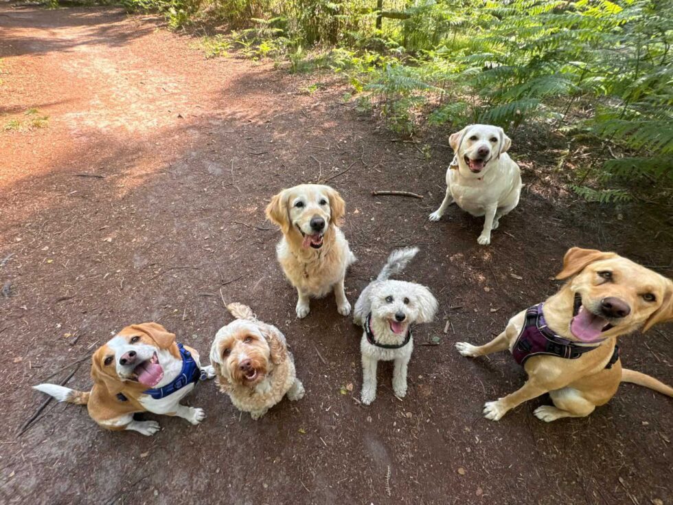 Langley Vets | Best Vet Clinic in Abbots Langley, Hertfordshire